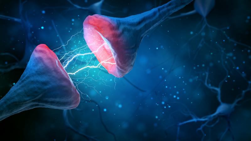 News: Neurons repair CRISPR damage with unique timing - CRISPR Medicine