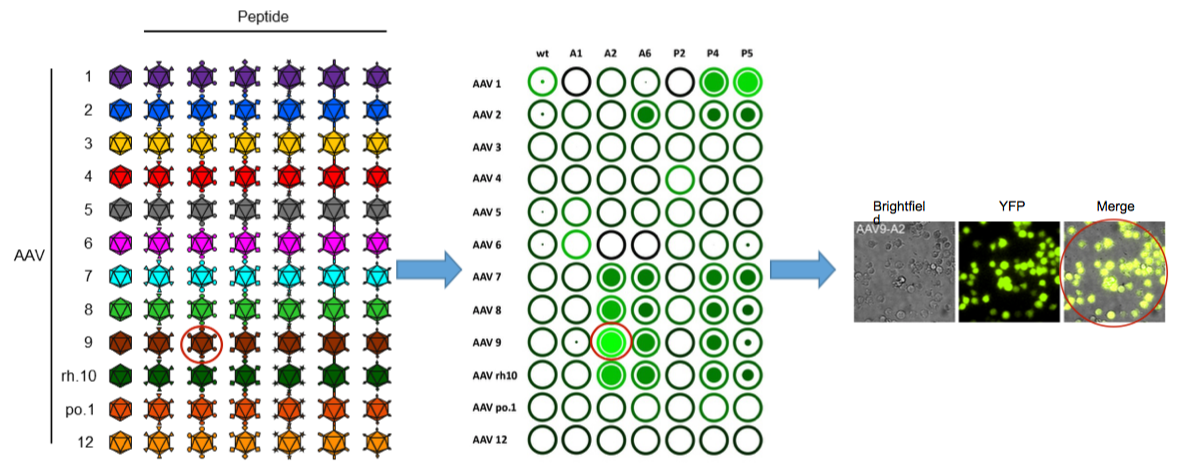 Interview: Creating new AAV vectors for gene therapy - CRISPR Medicine