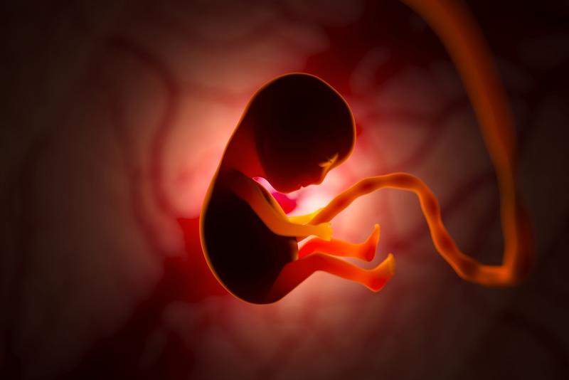 News: Base Editing Rewrites Embryo Genomes Precisely0 - CRISPR Medicine