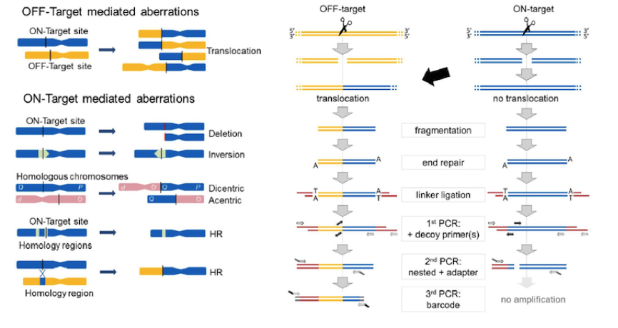 News: CAST-Seq: A New and Much-Needed Tool for Assessing the Safety of ...