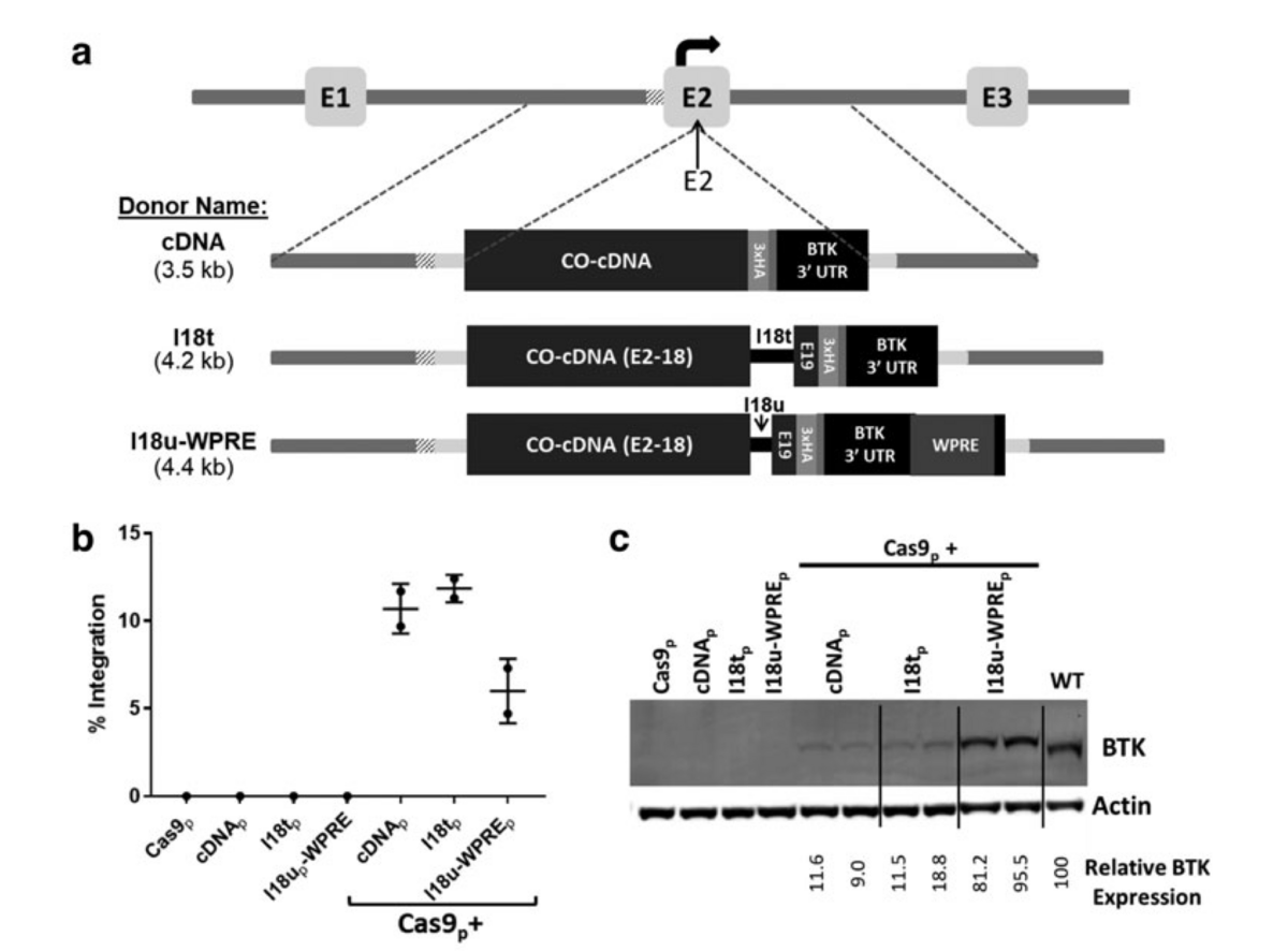 News: The Long and Winding Road to a CRISPR Gene Therapy for X-Linked ...
