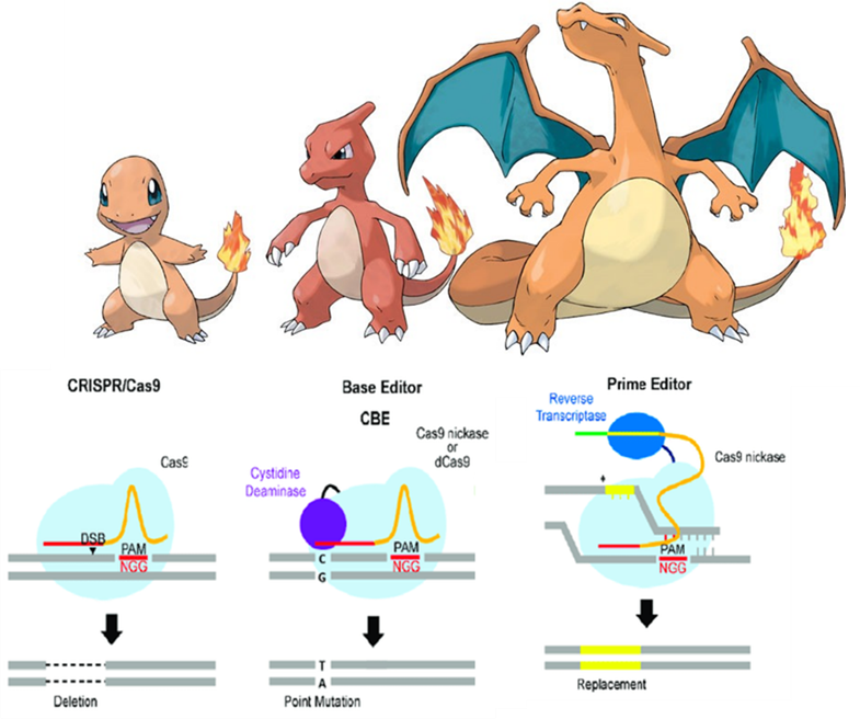 News: Prime Editing: CRISPR’s Final Evolution - CRISPR Medicine