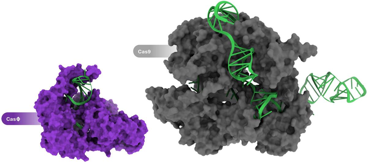 News: Miniscule Cas nucleases do a Mammoth’s job - CRISPR Medicine