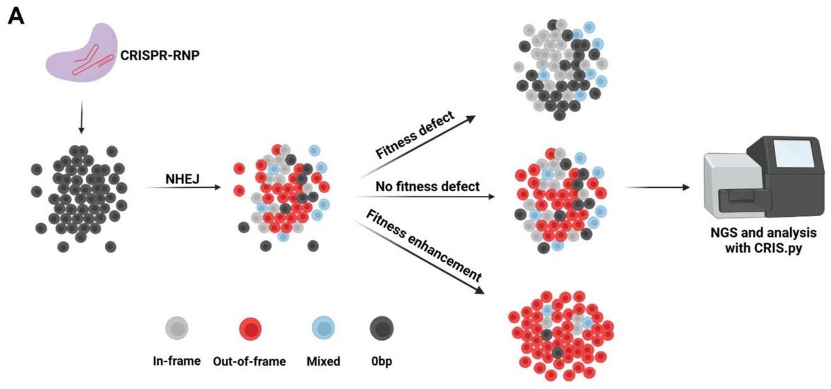 News: CelFi Assay Tracks Indels to Validate CRISPR Knockout Screens ...