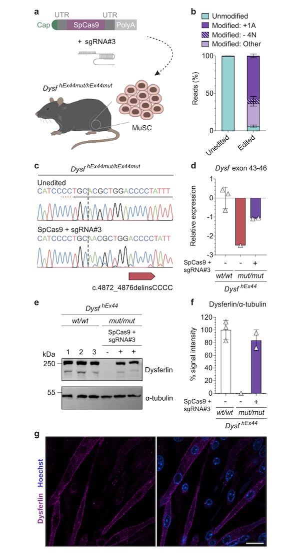News: CRISPR Repairs Limb-Girdle Muscular Dystrophy 2B Mutation and ...