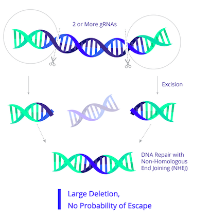 News: Special Update: News From the Gene-Editing Clinical Trials ...