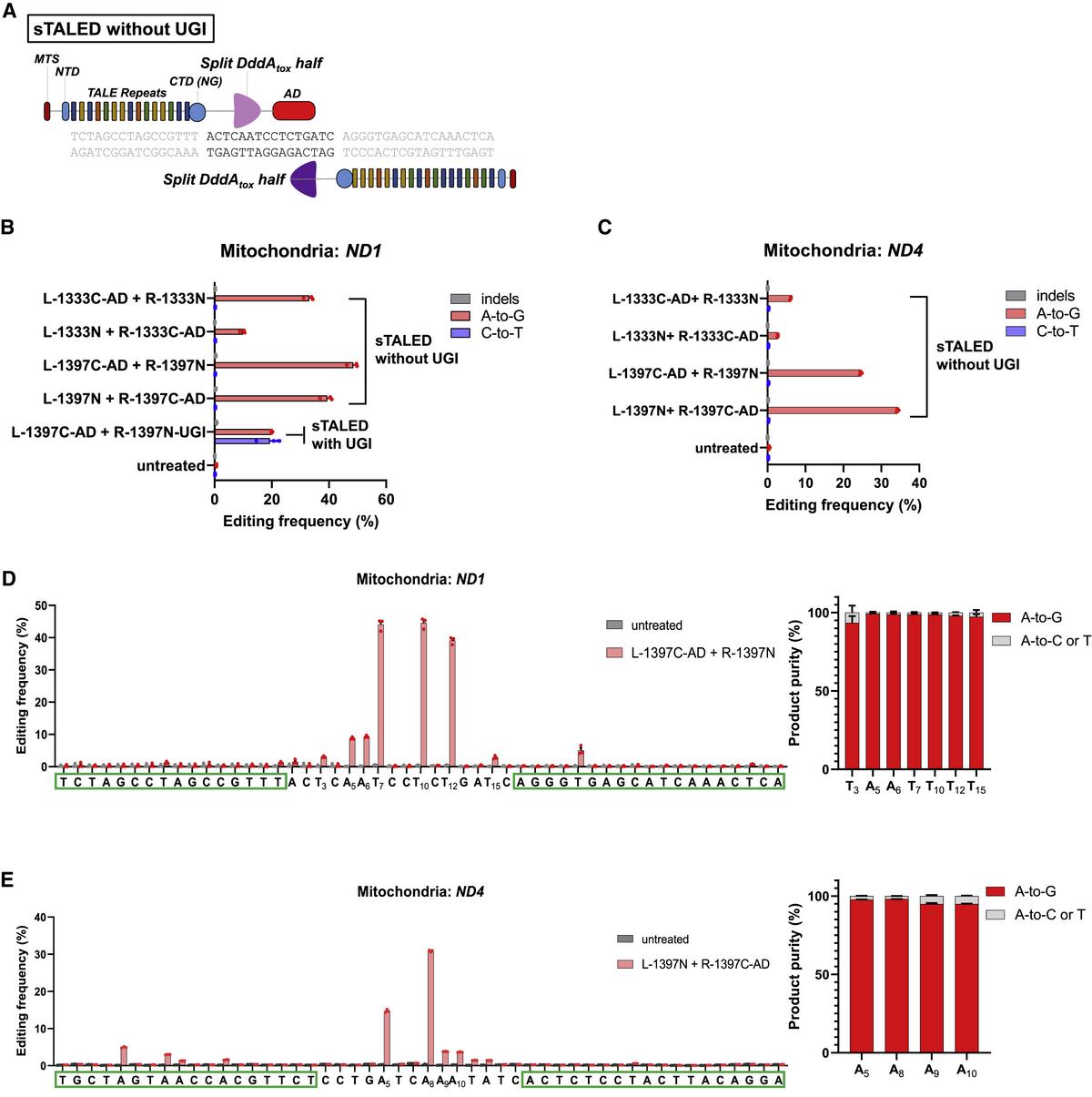 News: Scientists Reach New Milestone in Mitochondrial Base Editing ...