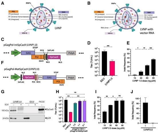 News: Using Engineered Viruses to Deliver CRISPR Ribonucleoproteins: A ...
