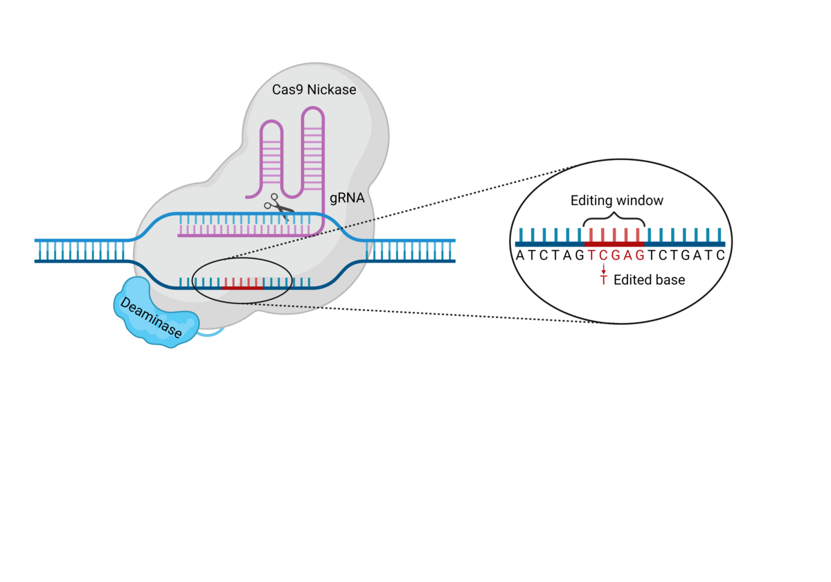 News: Explainer: What Are Base Editors and How Do They Work? - CRISPR ...