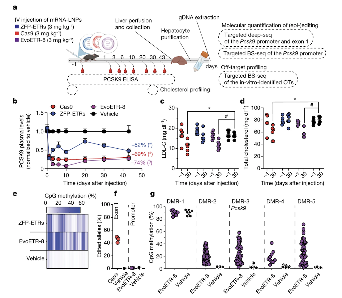 News: Hit-and-Run Epigenome Editing Provides Efficient and Durable ...