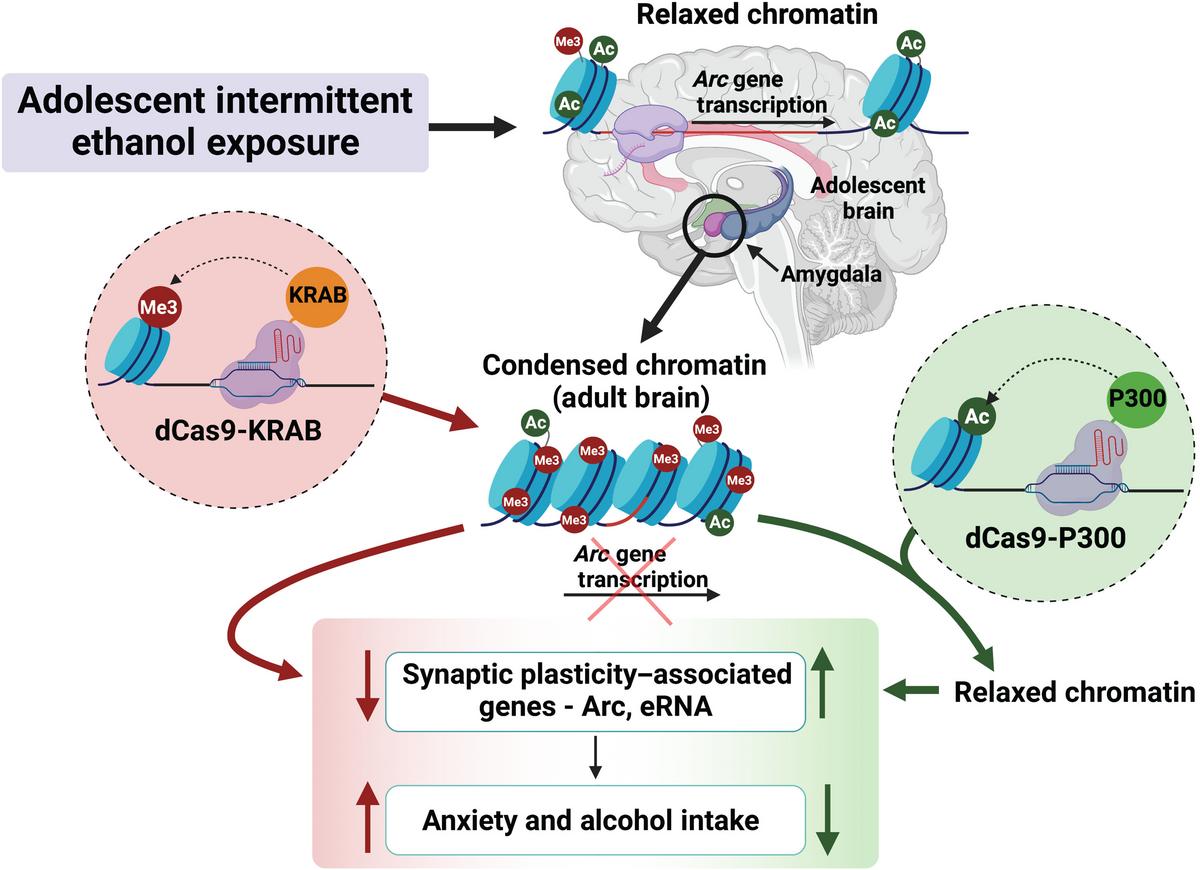 News: Epigenetic Editing Proves Link Between Epigenome Dysregulation ...