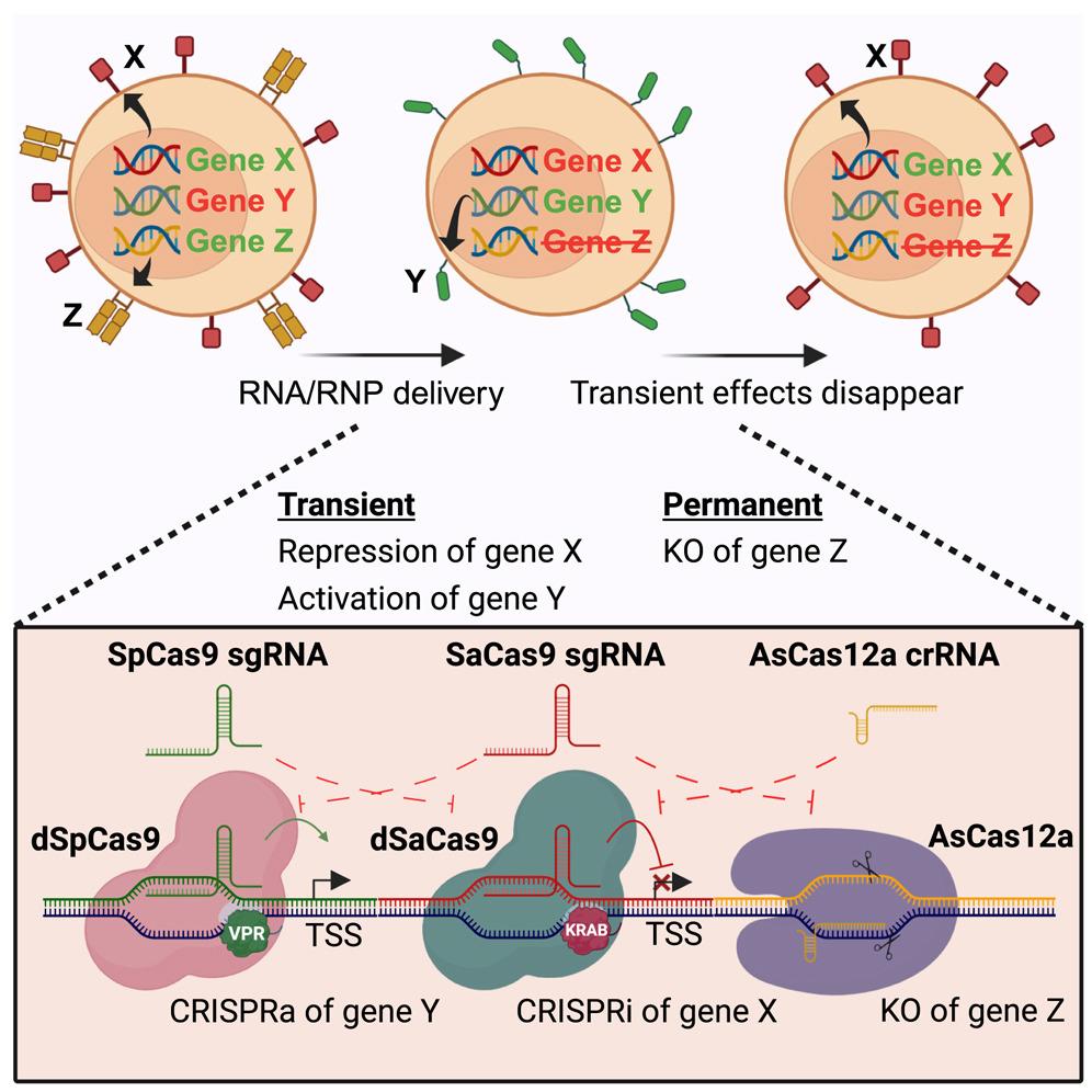 News: New Triple-Action CRISPR Technology Enables Simultaneous Gene ...