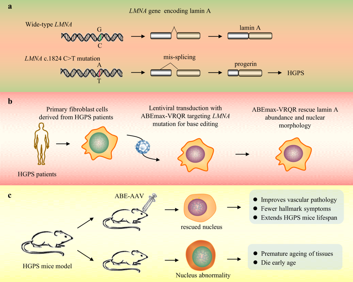 News: Curing One Base at a Time - CRISPR Medicine