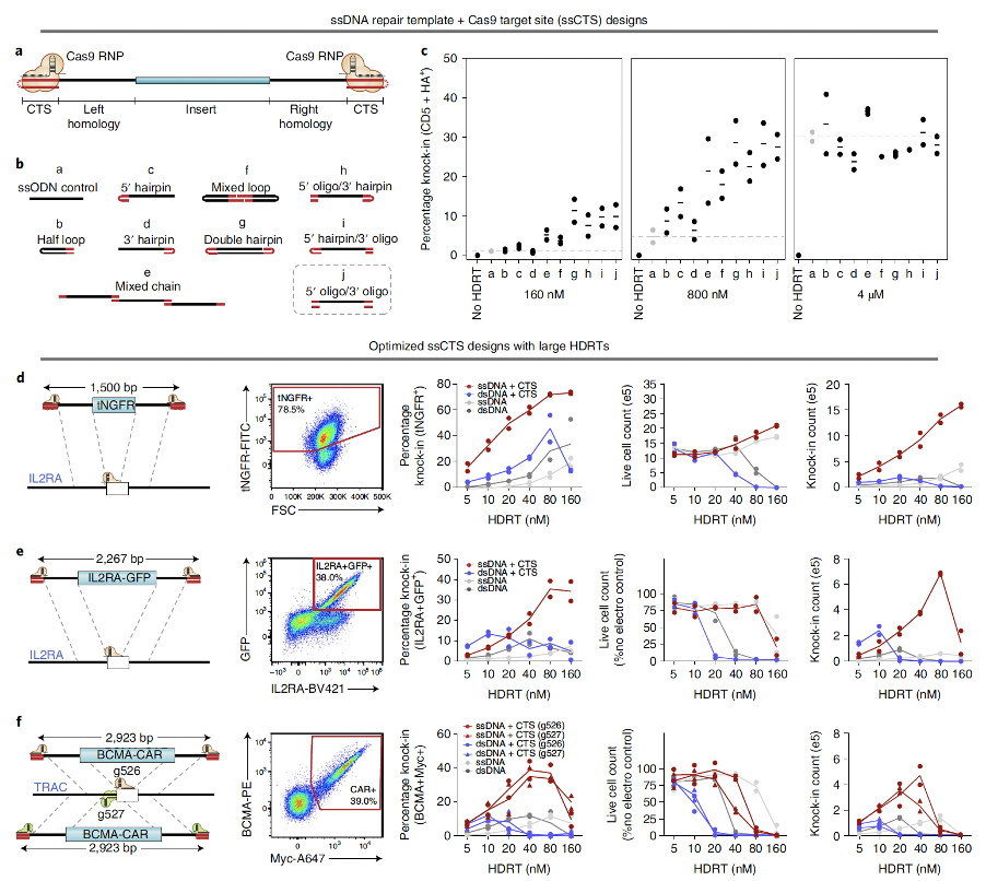 News: Single-stranded DNA Homology-directed Repair Enhances CRISPR ...