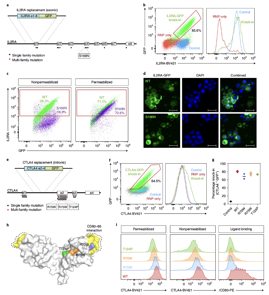 News: Single-stranded DNA Homology-directed Repair Enhances CRISPR ...