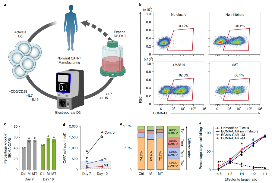 News: Single-stranded DNA Homology-directed Repair Enhances CRISPR ...
