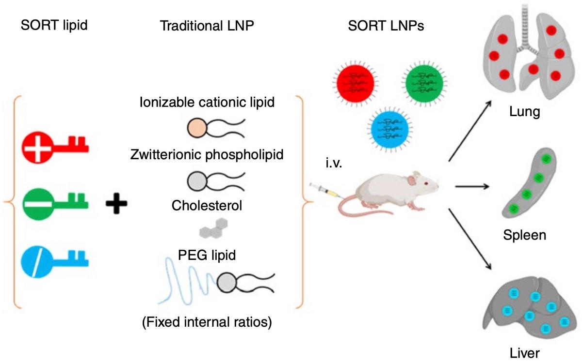 Interview: Organ-Specific CRISPR With SORT Nanoparticles. Interview ...