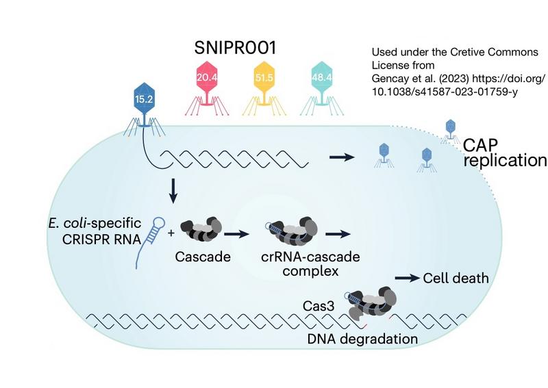 News: First cancer patient dosed in CRISPR-armed phage therapy - CRISPR ...