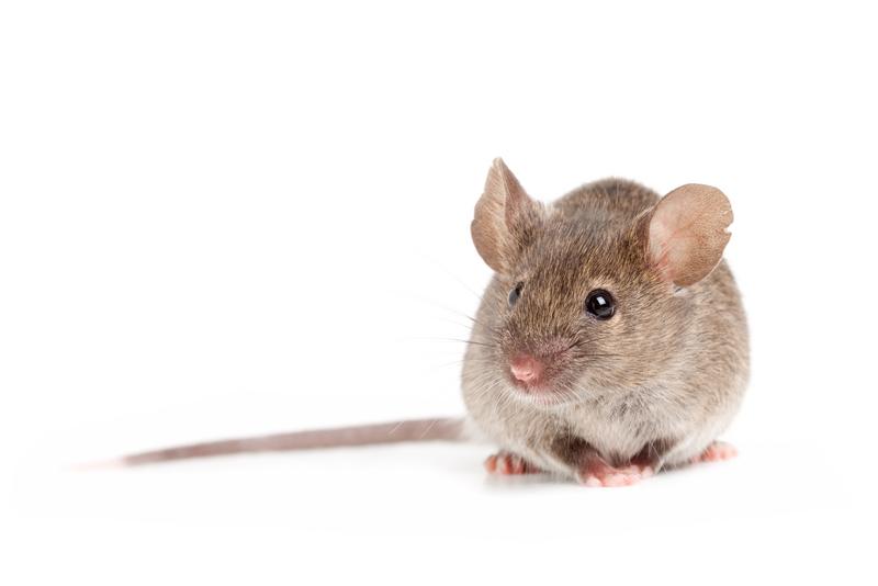 News: Two-Step CRISPR Enables Full-Length Mouse Gene Humanisation ...