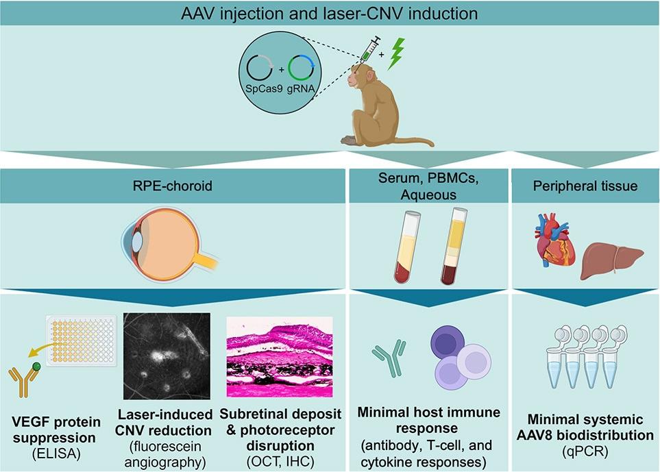 News: Highlight: CRISPR reduces the cause of blindness in monkeys but ...