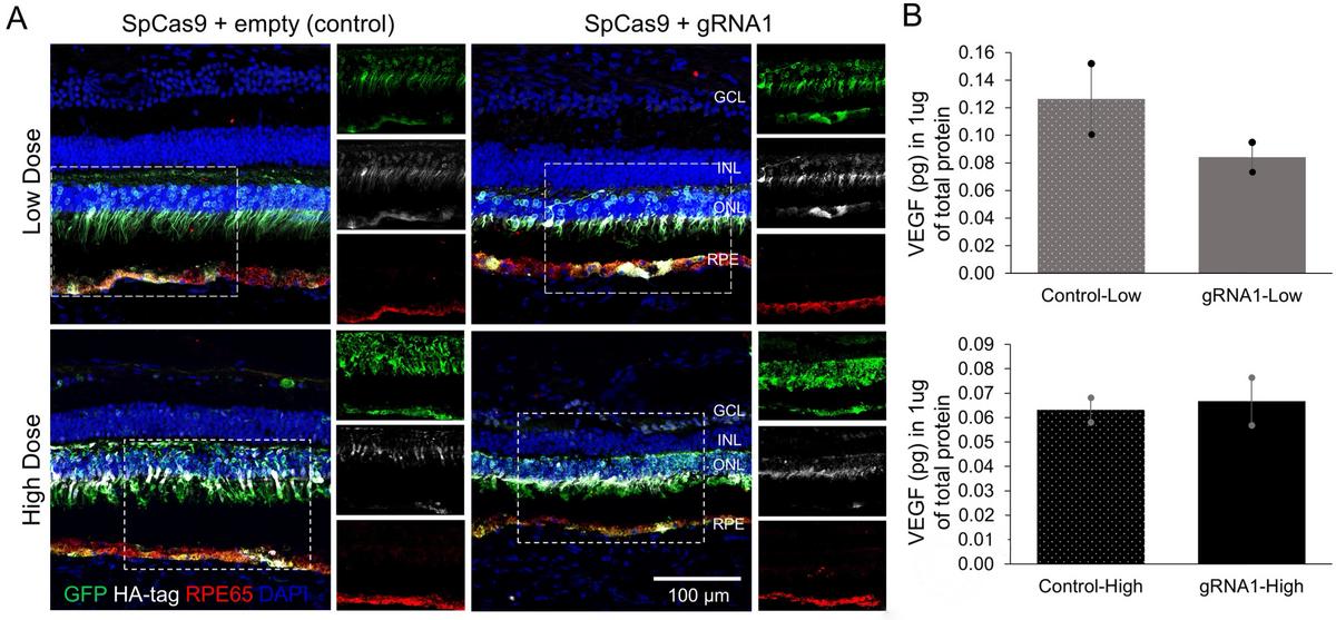 News: Highlight: CRISPR reduces the cause of blindness in monkeys but ...