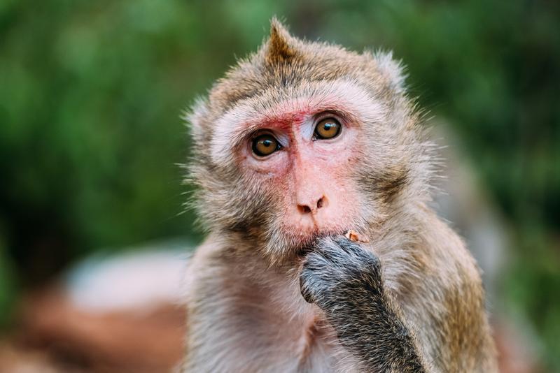 News: Successful Gene Editing in the Lungs of Young Rhesus Monkeys ...