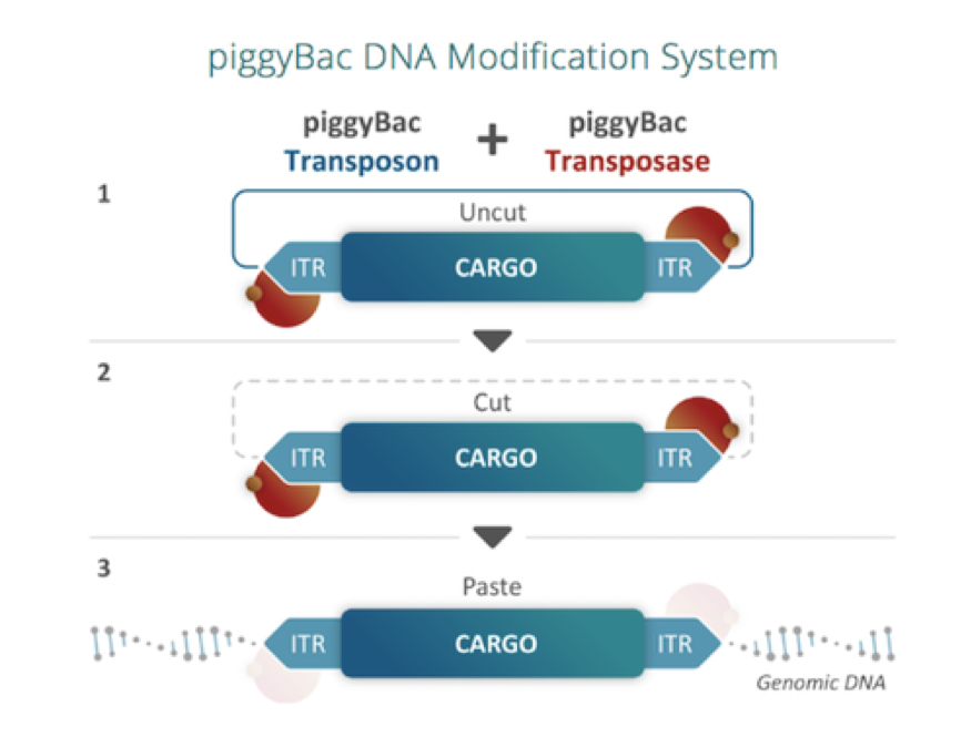 News: Getting Closer to Single-Treatment Cures at Poseida Therapeutics ...