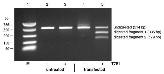 News: Analyzing Your First CRISPR Experiment - CRISPR Medicine