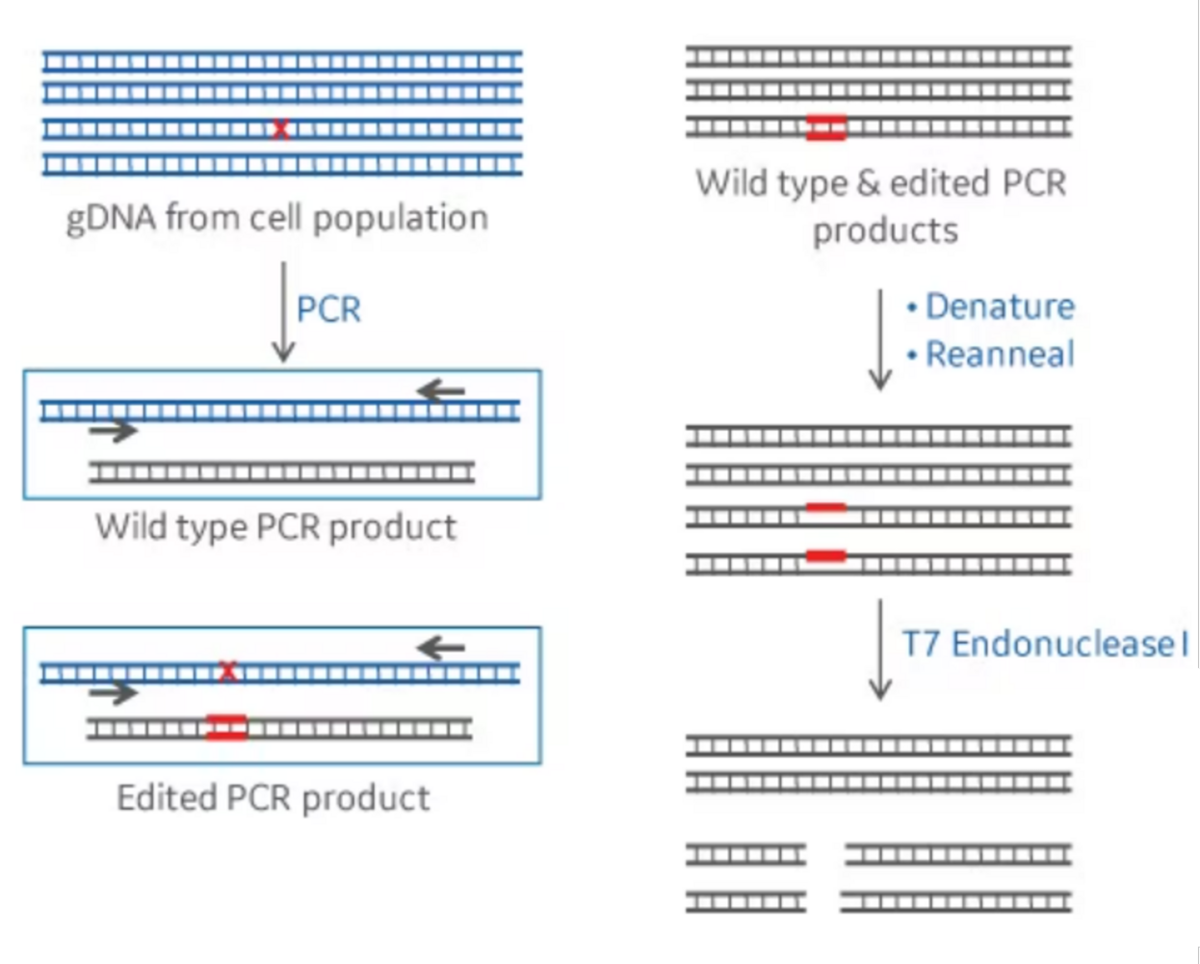 News: Analyzing Your First CRISPR Experiment - CRISPR Medicine